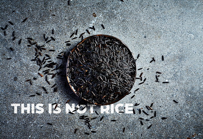 Zizania Aquatica - Our Unconventional Rebel rice – Rebel Grains